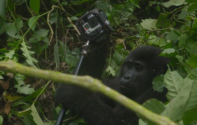Watch this Gorilla's 360 Video 'Selfie' that Inspired the Creation of a ...