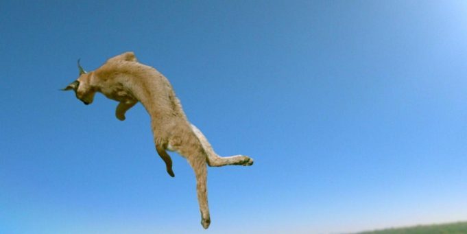 Oculus Partners with BBC Earth to Create VR Video and Interactive Content