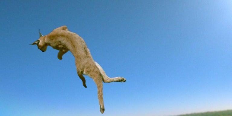 Oculus Partners with BBC Earth to Create VR Video and Interactive Content