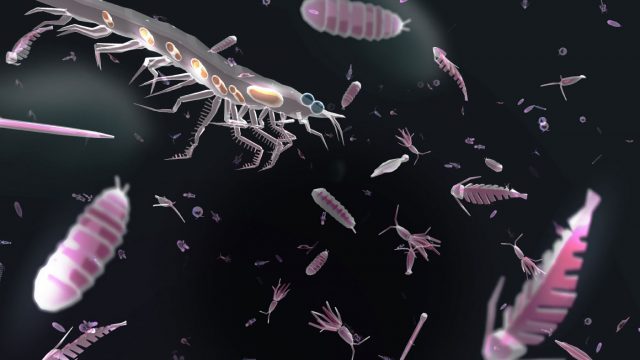 BBC Brings VR Nature Experience 'BBC Earth: Life in VR' to Daydream